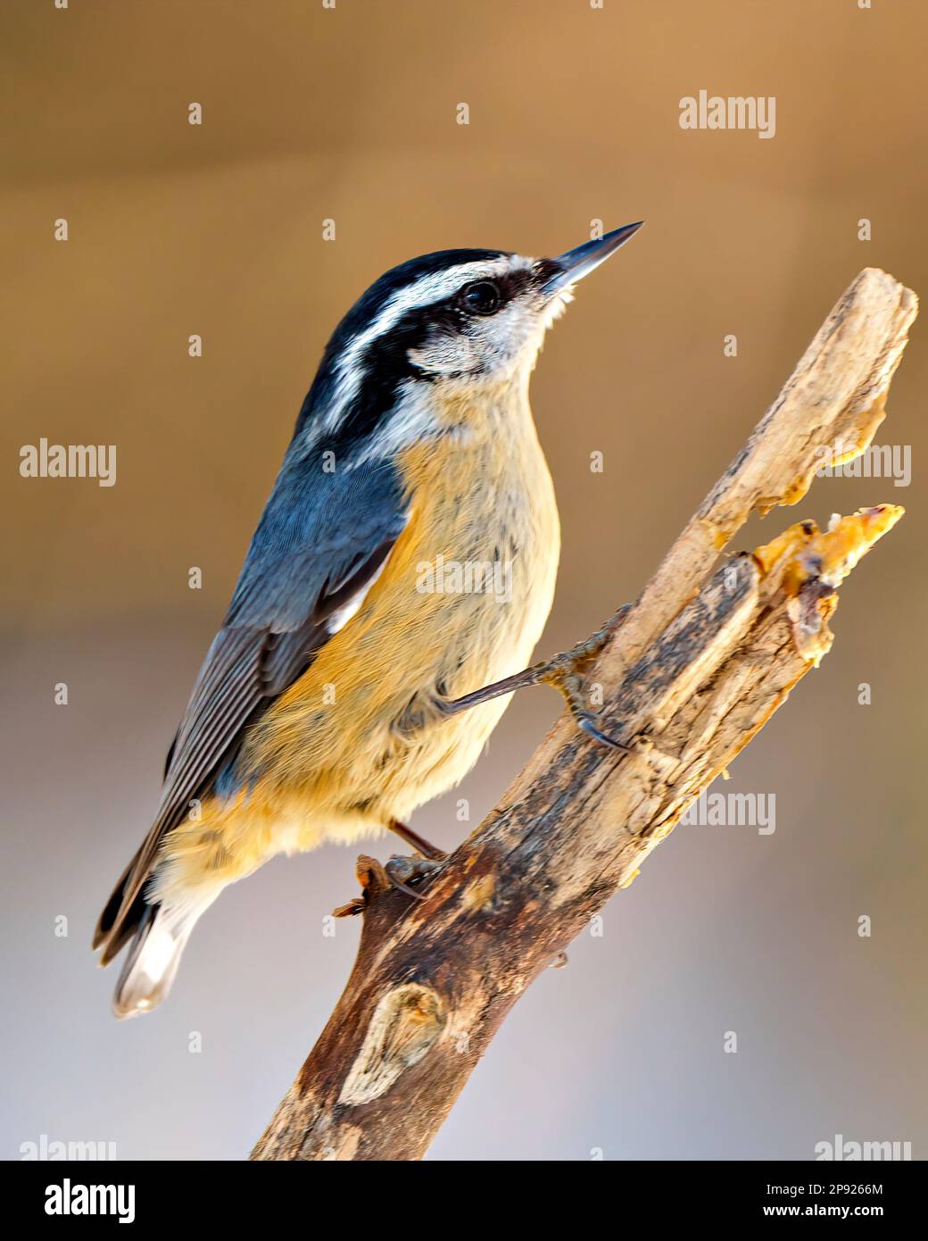 Red-breasted Nuthatch perched on a twig looking toward the sky with a ...