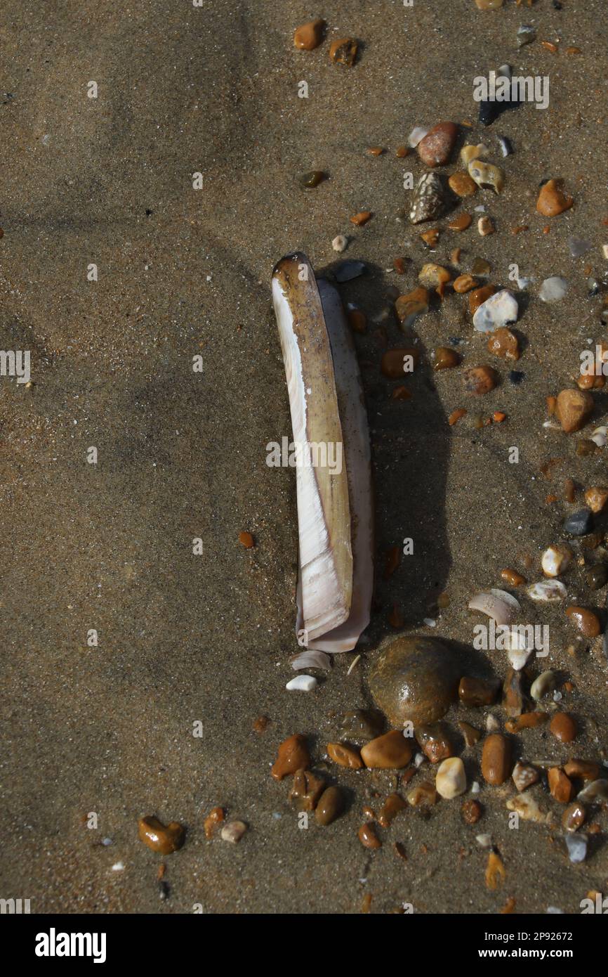 Razorfish shells hi-res stock photography and images - Alamy