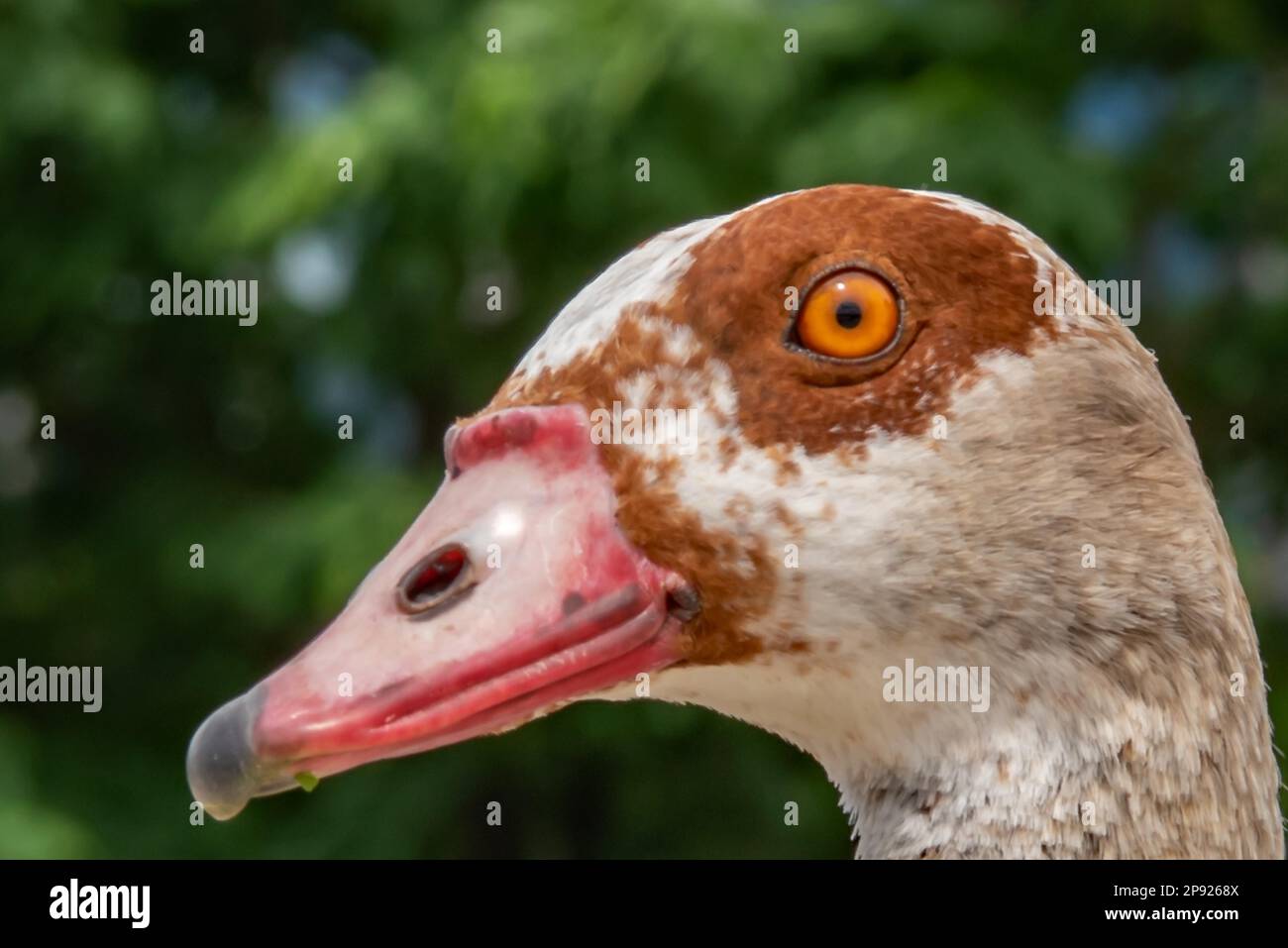 Egyptian Goose Portrait Stock Photo - Alamy
