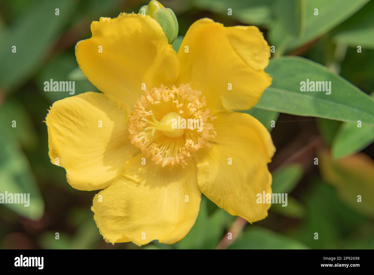 Tongue Buttercup Flower Stock Photo - Alamy
