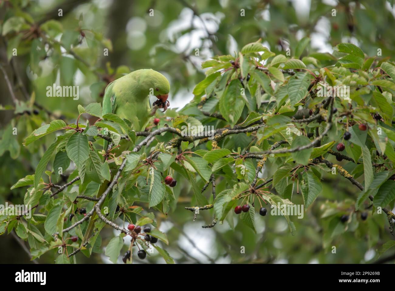 Parakeet animal hi-res stock photography and images - Alamy