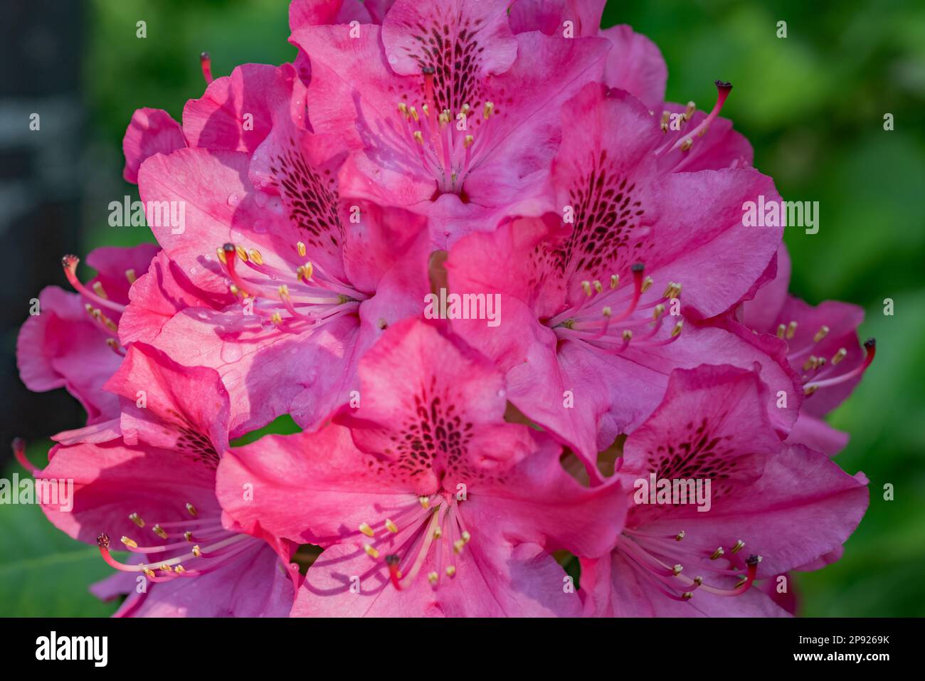 Trumpet-shaped rhododendron flower Stock Photo - Alamy