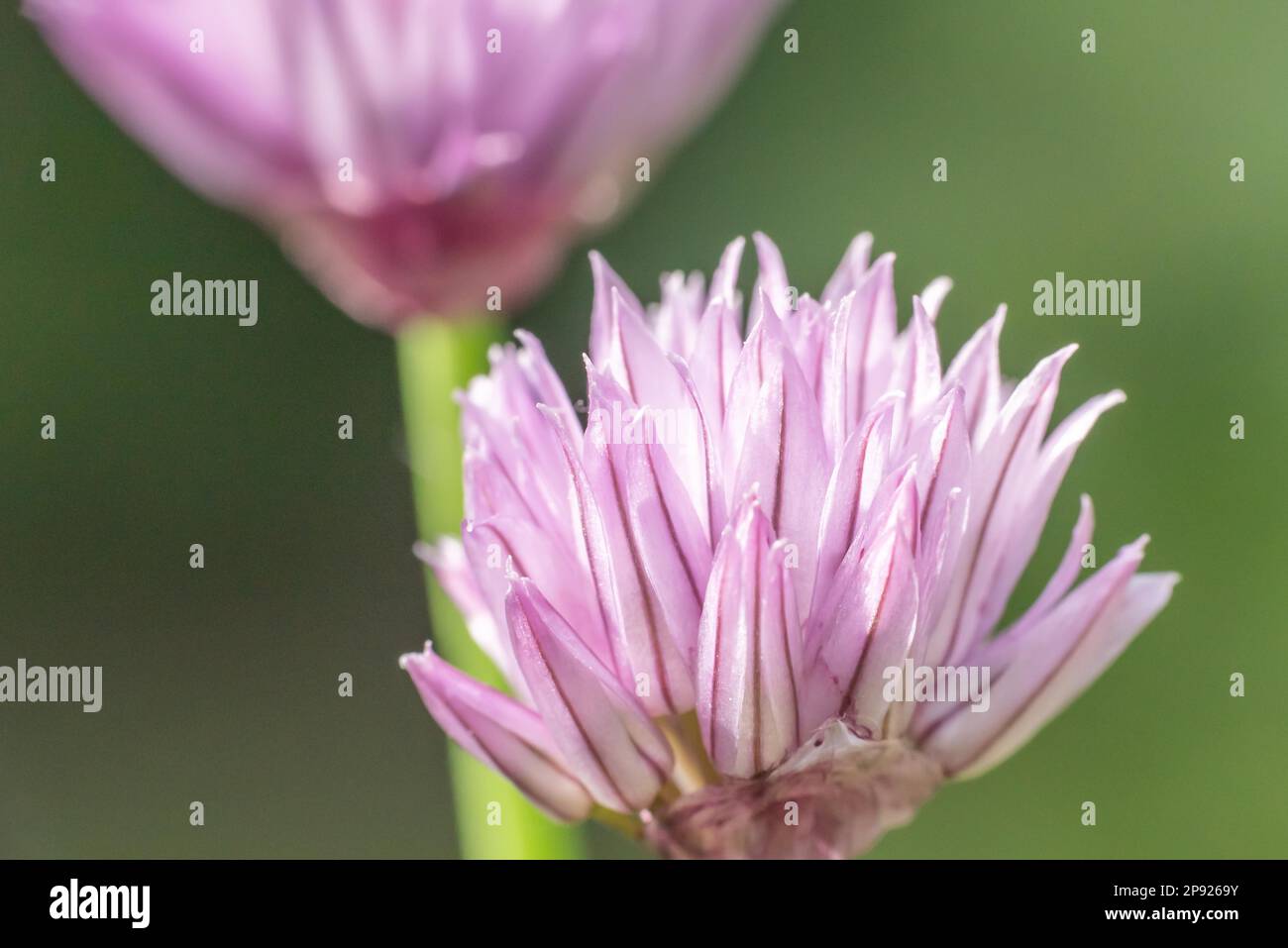 Chive flowers are edible Stock Photo - Alamy