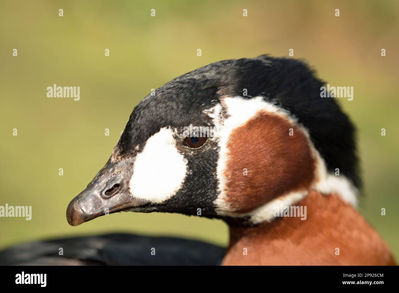 Very colourful duck hi-res stock photography and images - Alamy