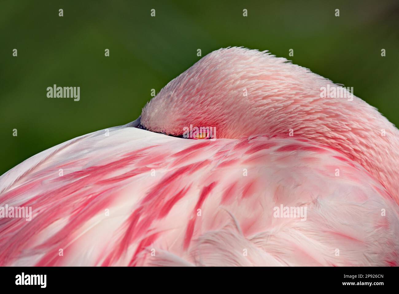 Flamingo at rest Stock Photo - Alamy