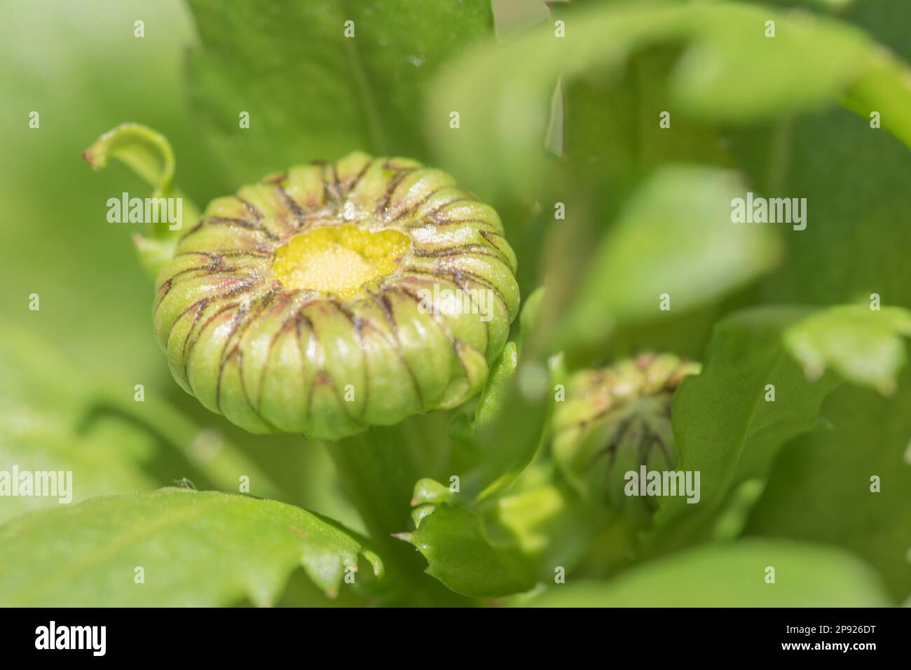 Closed daisy bud in front of the stage Stock Photo - Alamy