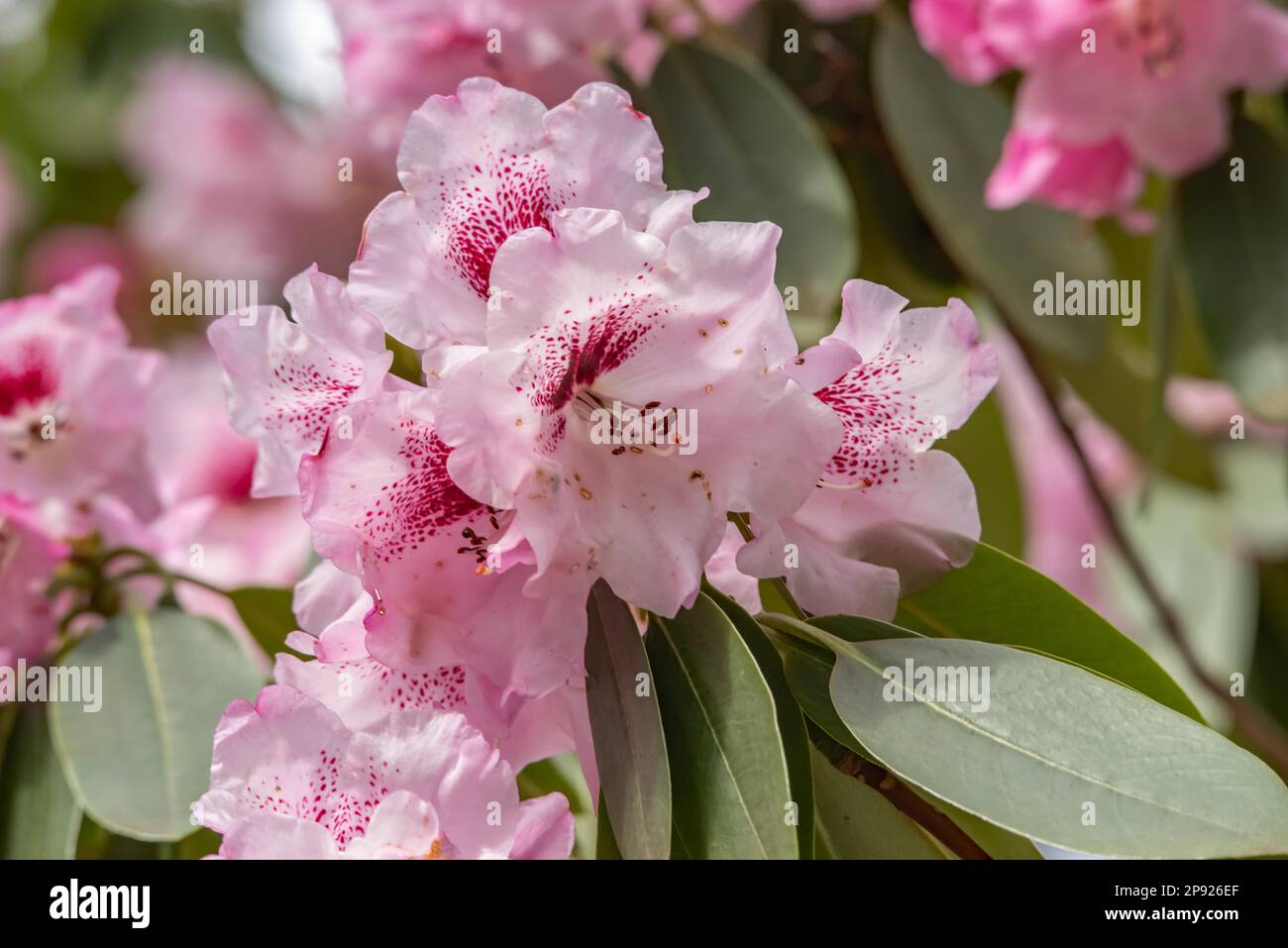 Rhododendron Flower in Spring Stock Photo - Alamy