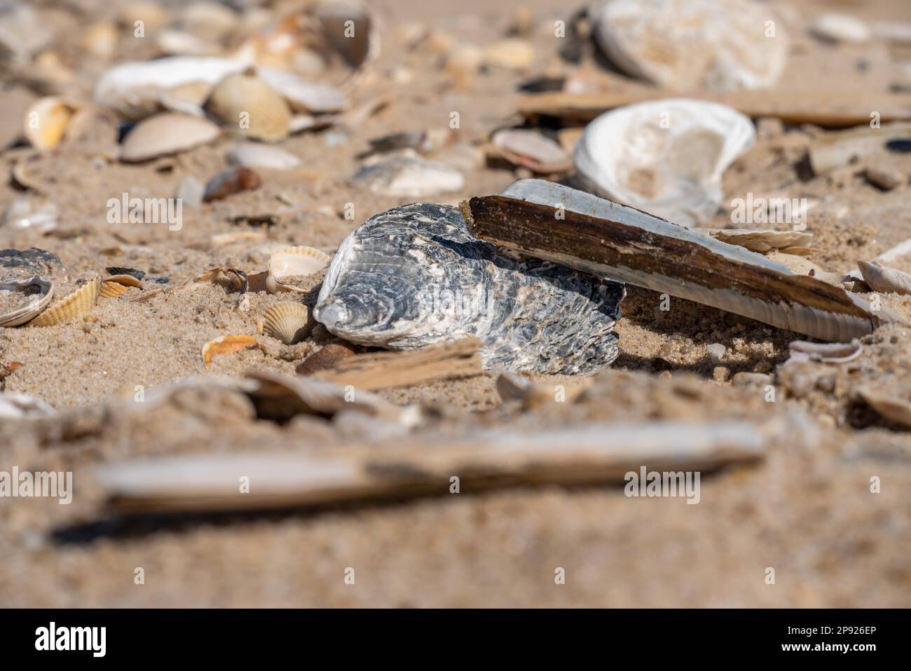 Mussel shells lying on the beach Stock Photo - Alamy