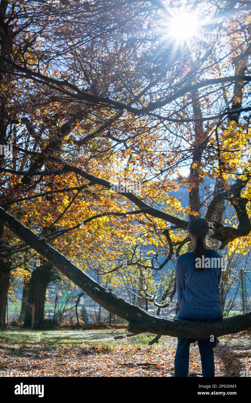 Woman hiker sitting on a large branch of an old oak tree in a fall ...