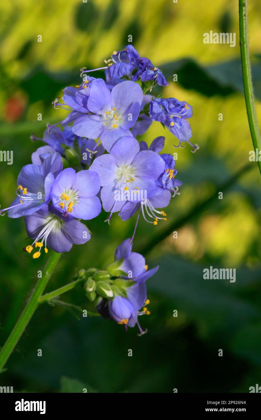 Blue Jacob's ladder (Polemonium caeruleum), flower close-up Stock Photo ...