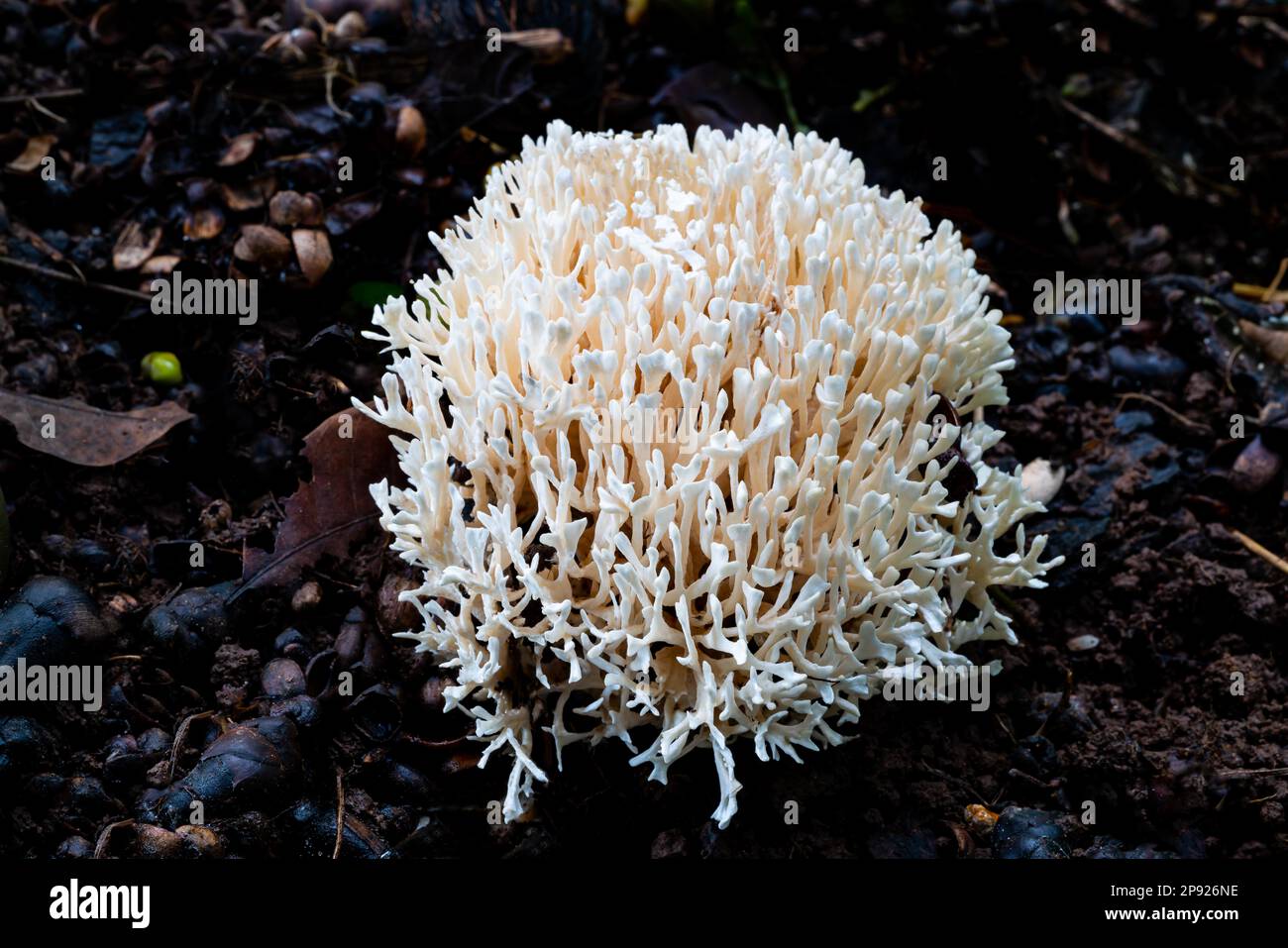 White coral fungus growing on the wet soil in rainy season in Thailand ...