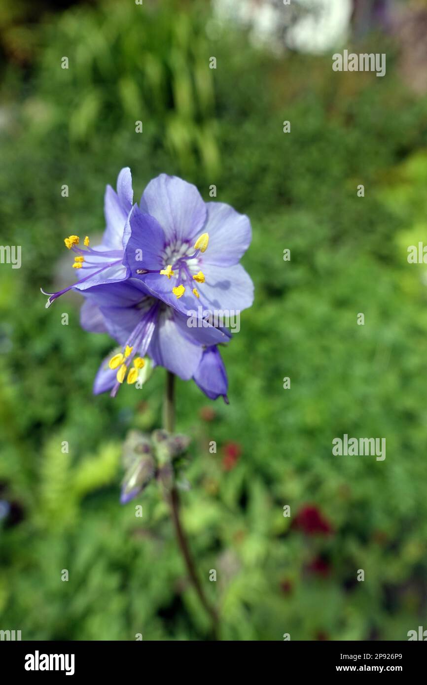 Blue Jacob's ladder (Polemonium caeruleum), flower close-up Stock Photo ...