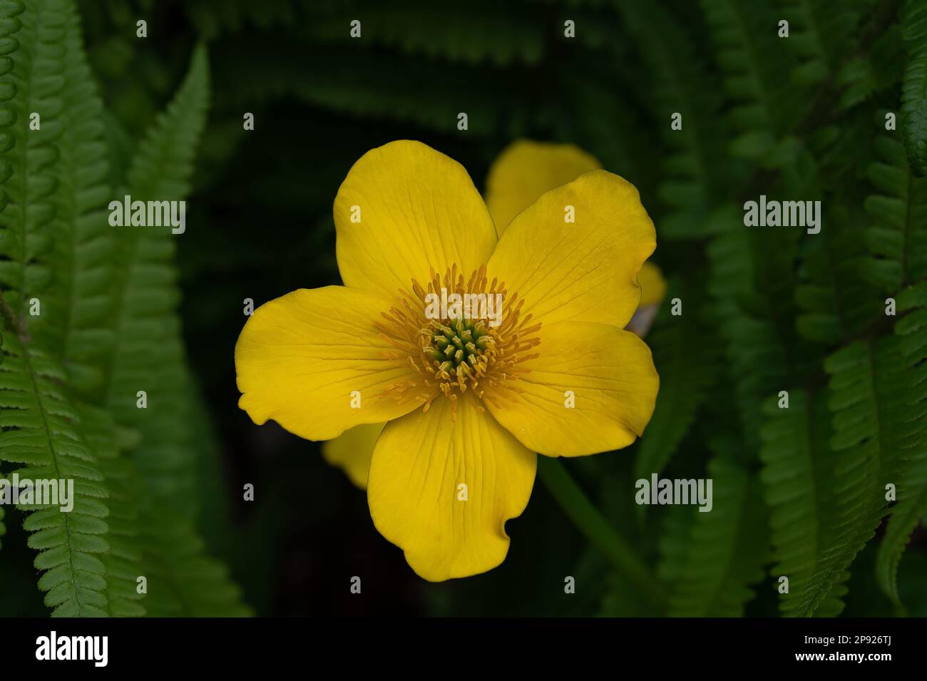 Closeup yellow Marsh Marigold flower blooming garden spring Stock Photo ...