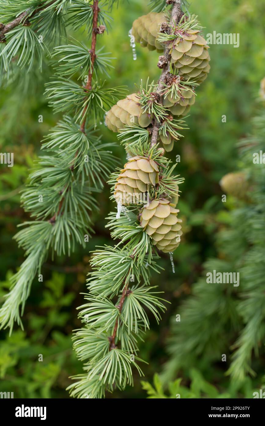 A vertical shot of cones grown on a pine tree Stock Photo - Alamy