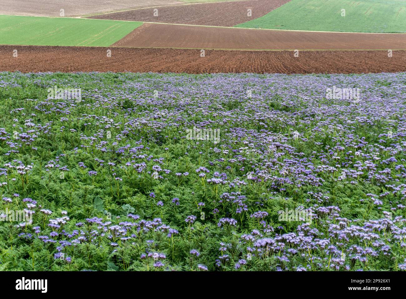 Purple (phacelia) fields and meadows and farm fields and acres in the ...