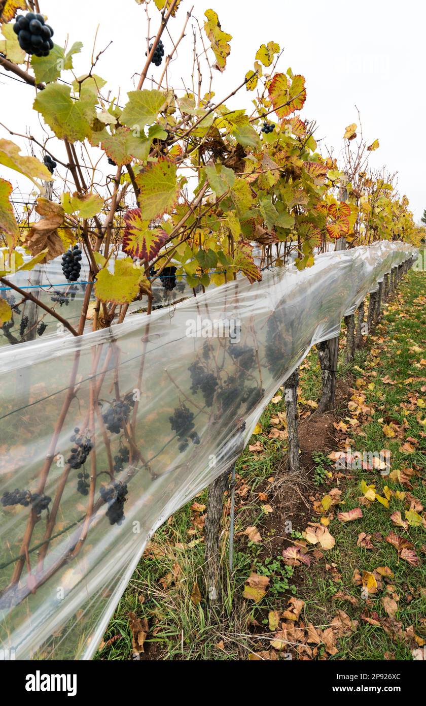 Golden pinot noir grapevines with ripe swet grapes wrapped in plastic ...