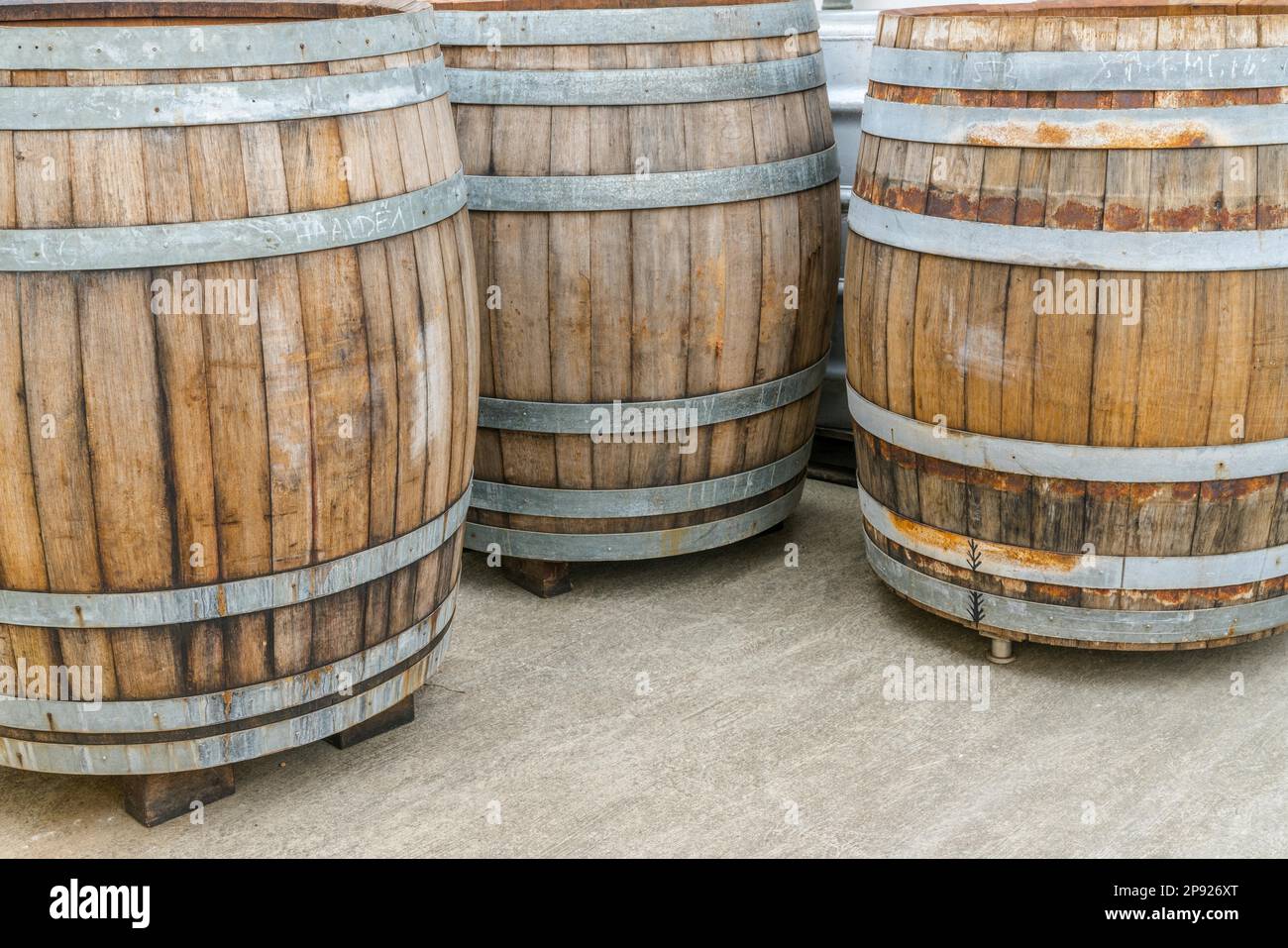 Old traditional oversize wooden barrels for aging red pinot noir grapes ...