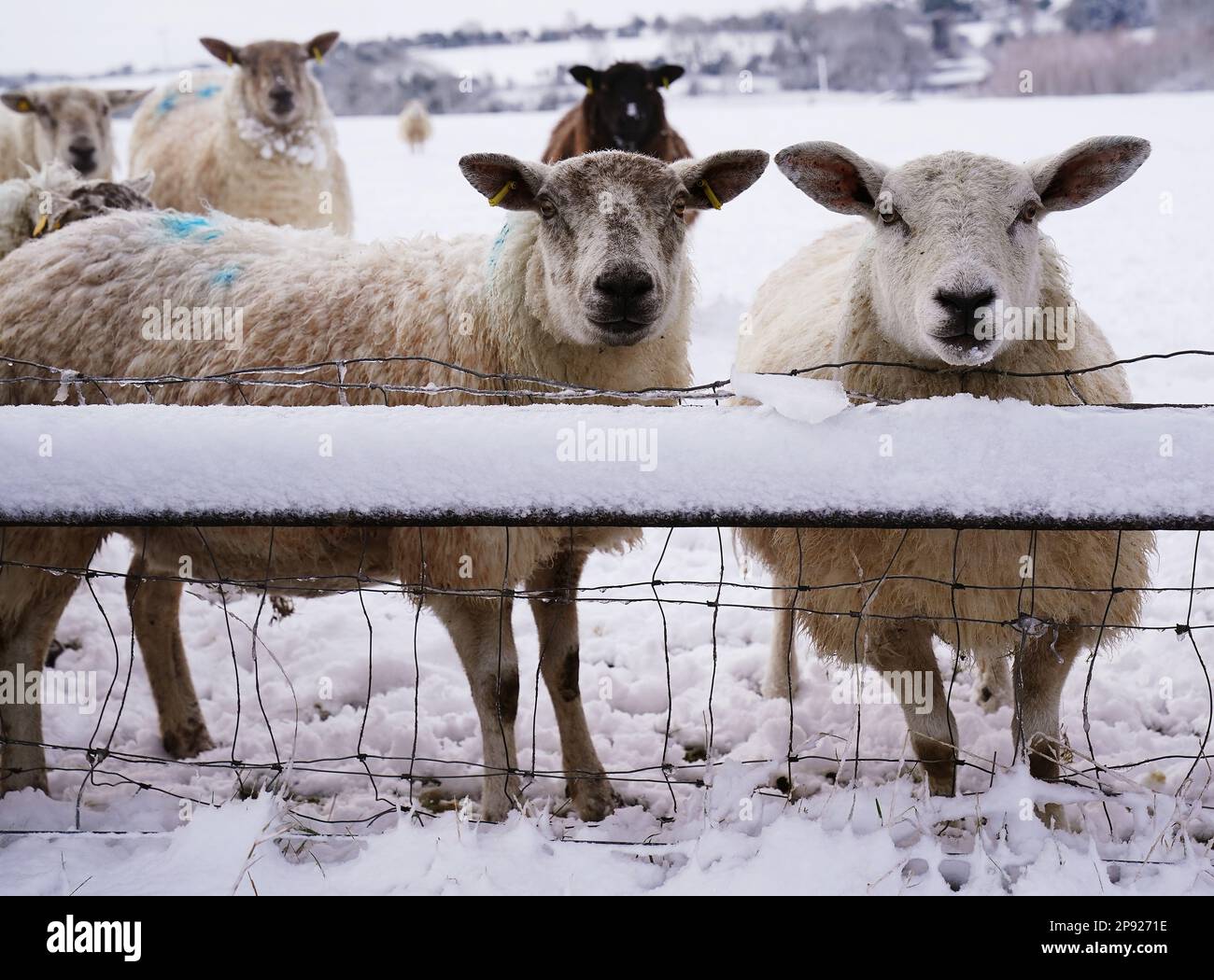 Sheep in a snow covered field in Co. Kildare after heavy snowfall ...