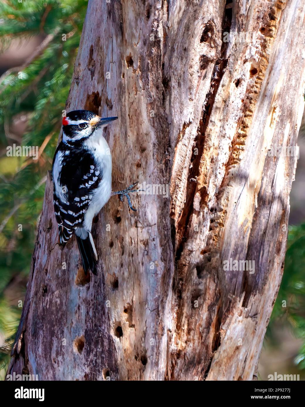 Woodpecker male close-up rear view climbing a tree trunk with a ...