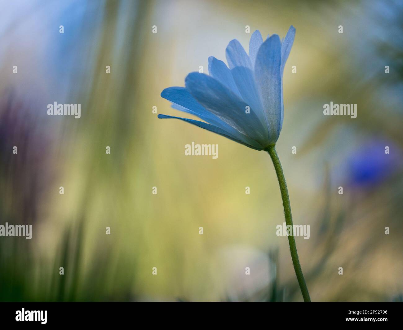 A scene of vibrant anemone wildflowers growing in a field Stock Photo ...