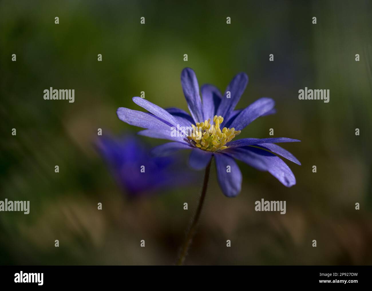A scene of vibrant anemone wildflowers growing in a field Stock Photo ...