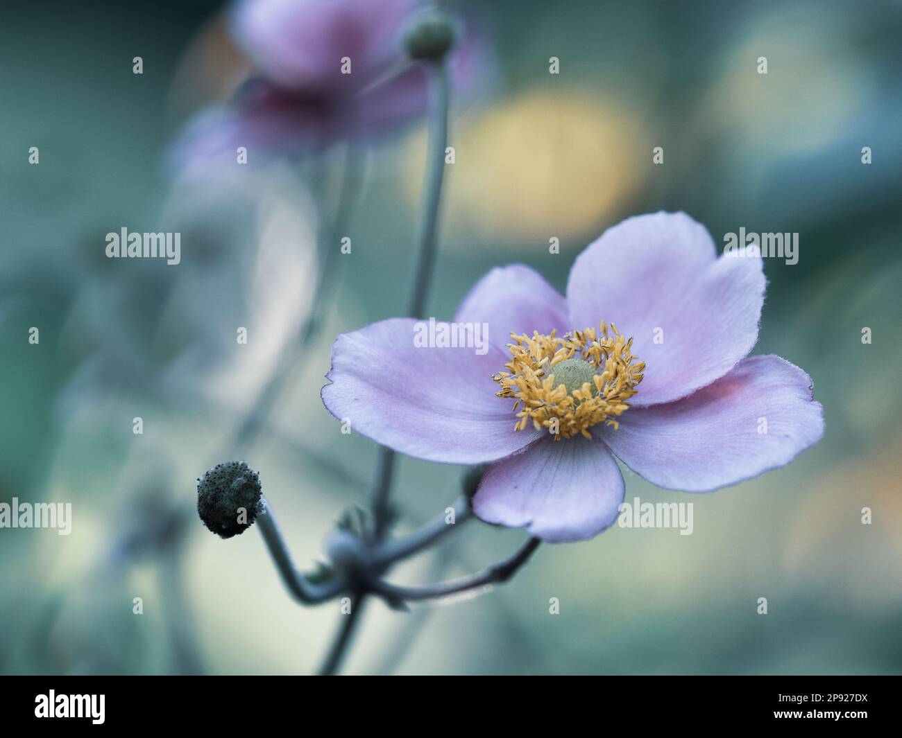 Garden-grown Japanese thimbleweed blooms in springtime beauty Stock ...