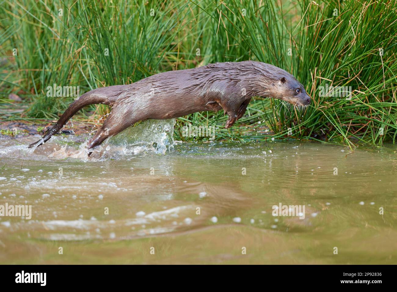 European otter (Lutra lutra), adult, jumping through water, captive ...