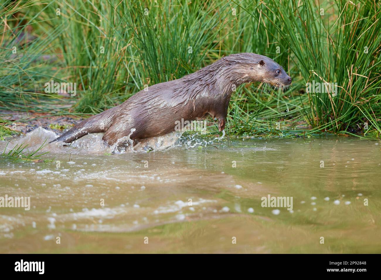 European otter (Lutra lutra), adult, jumping through water, captive ...