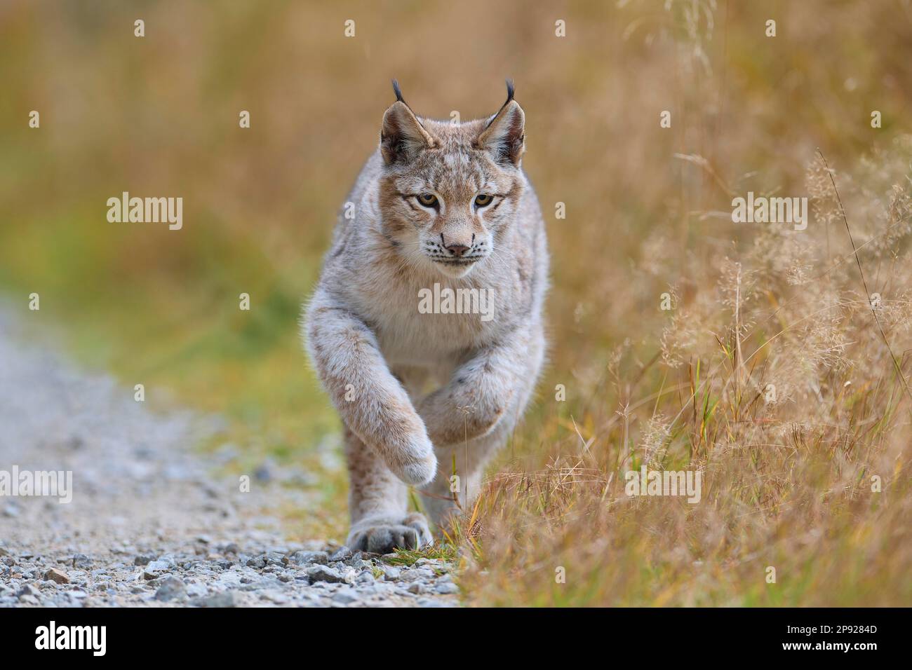 Eurasian lynx (Lynx lynx), young running along the roadside Stock Photo ...