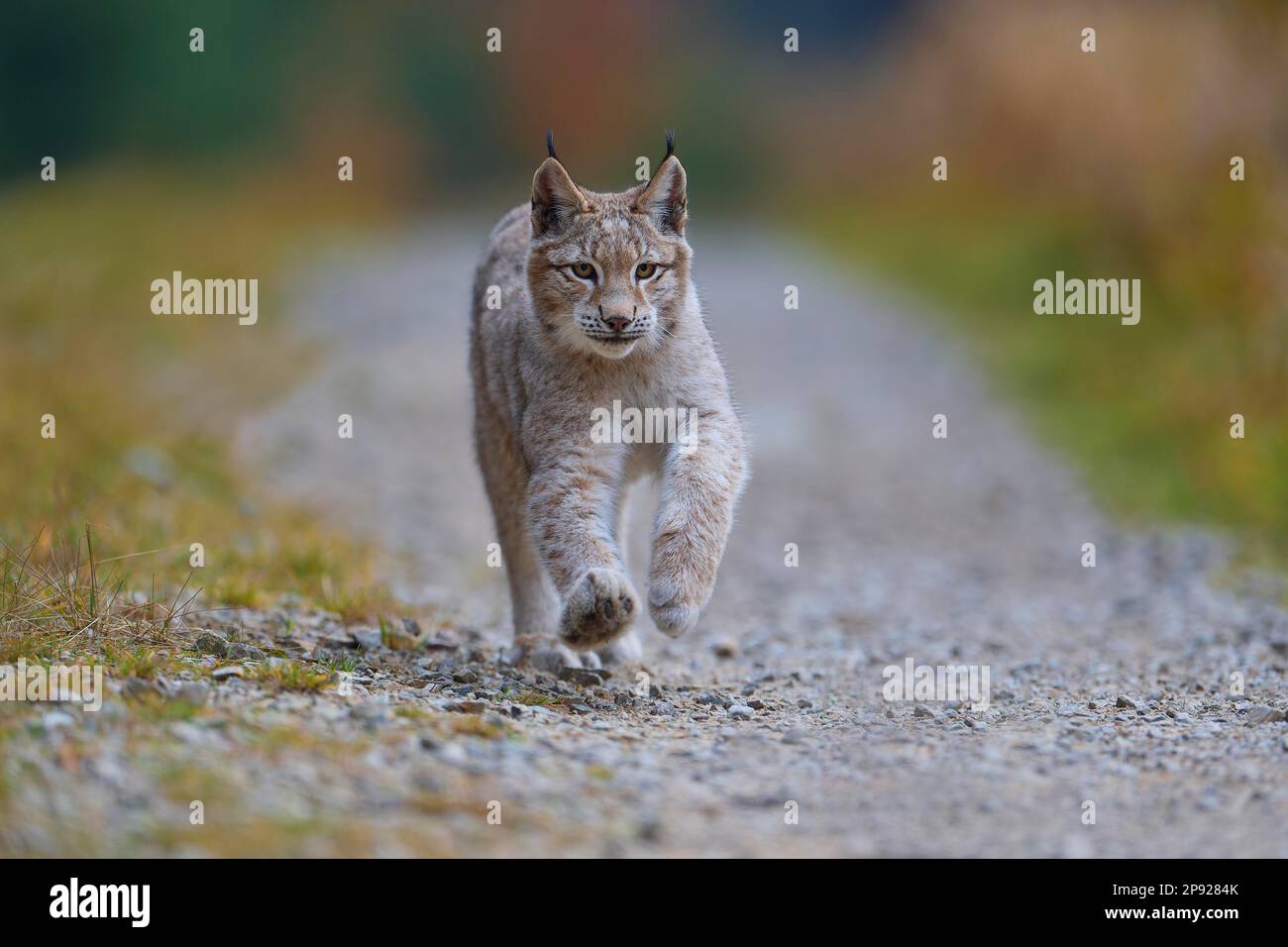 Eurasian lynx (Lynx lynx), young running on forest track Stock Photo ...