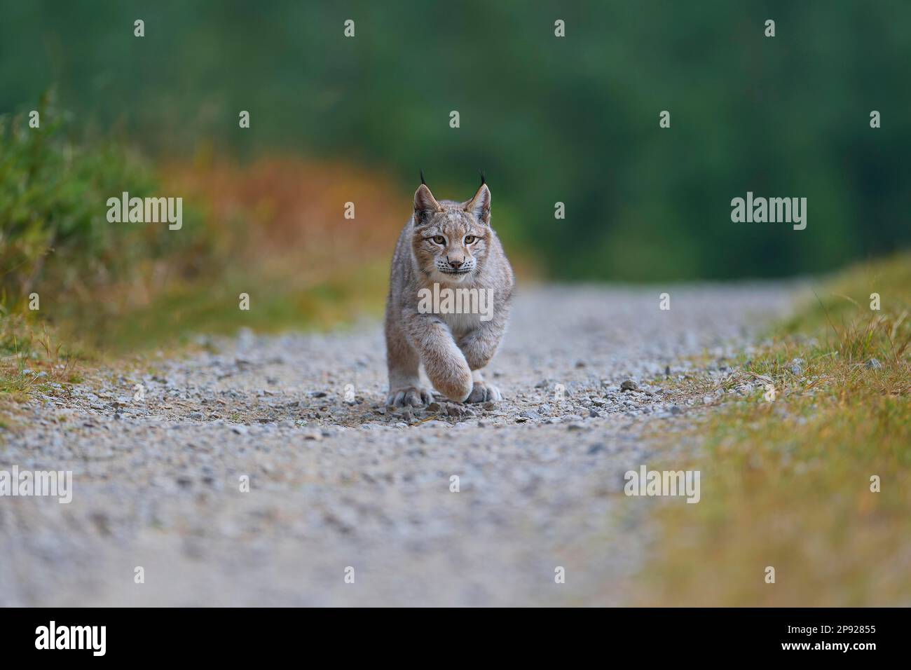 Eurasian lynx (Lynx lynx), young running on forest track Stock Photo ...