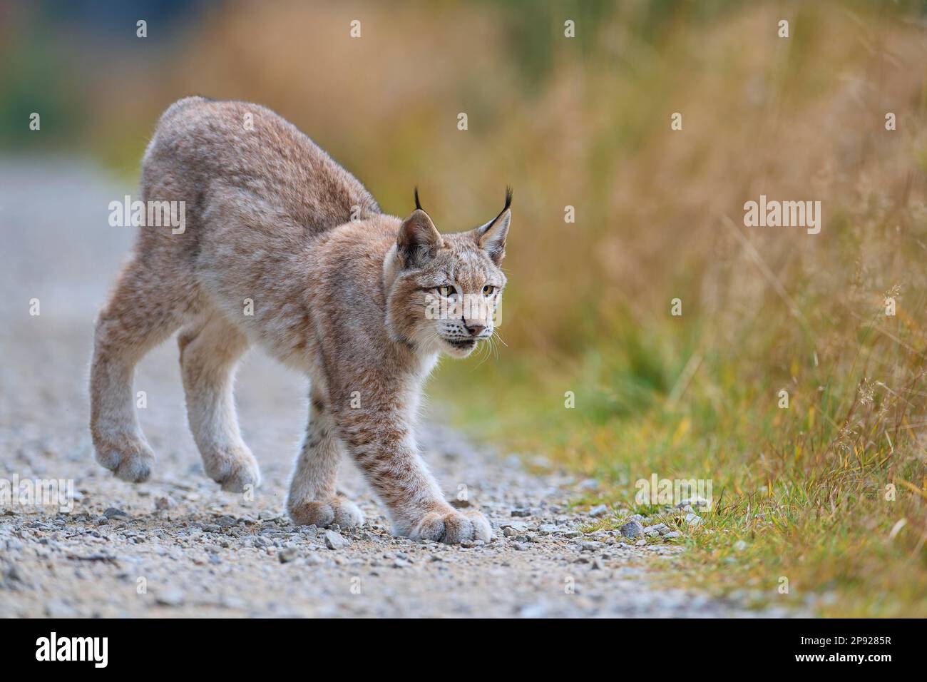 Eurasian lynx (Lynx lynx), young running along the roadside Stock Photo ...