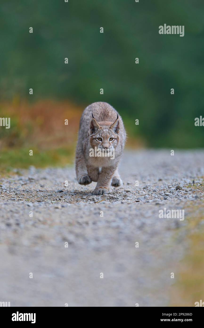 Eurasian lynx (Lynx lynx), young running on forest track Stock Photo ...