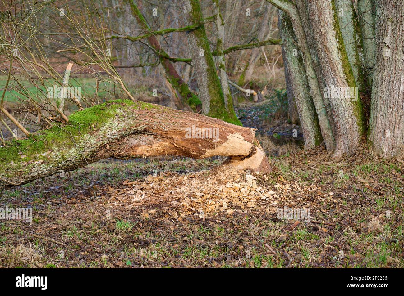 Beaver (Castor fiber) feeding marks on felled tree, Odenwald, Bavaria ...
