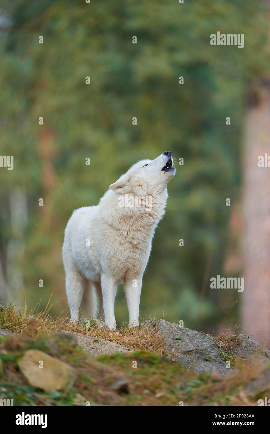 Alaskan tundra wolf (Canis lupus albus), adult, howling, captive ...