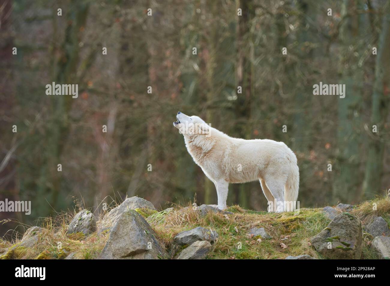 Alaskan tundra wolf (Canis lupus albus), adult, howling, captive ...