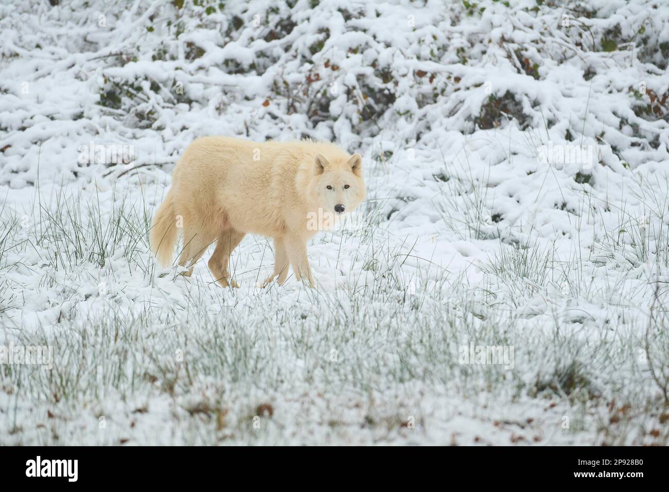 Alaskan tundra wolf (Canis lupus albus), adult, running, winter ...