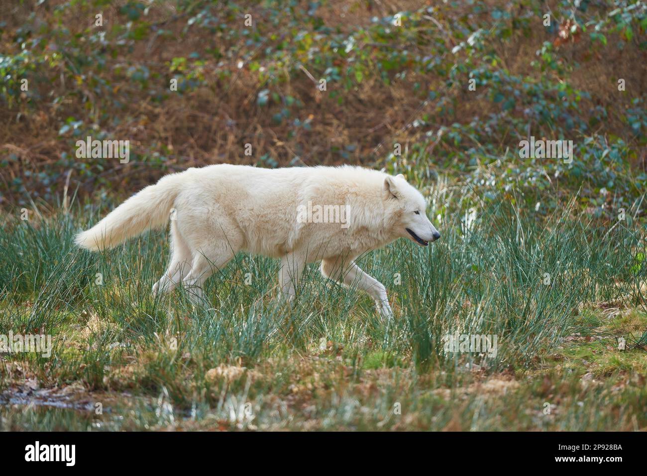Alaskan tundra wolf (Canis lupus albus), adult, running, captive ...