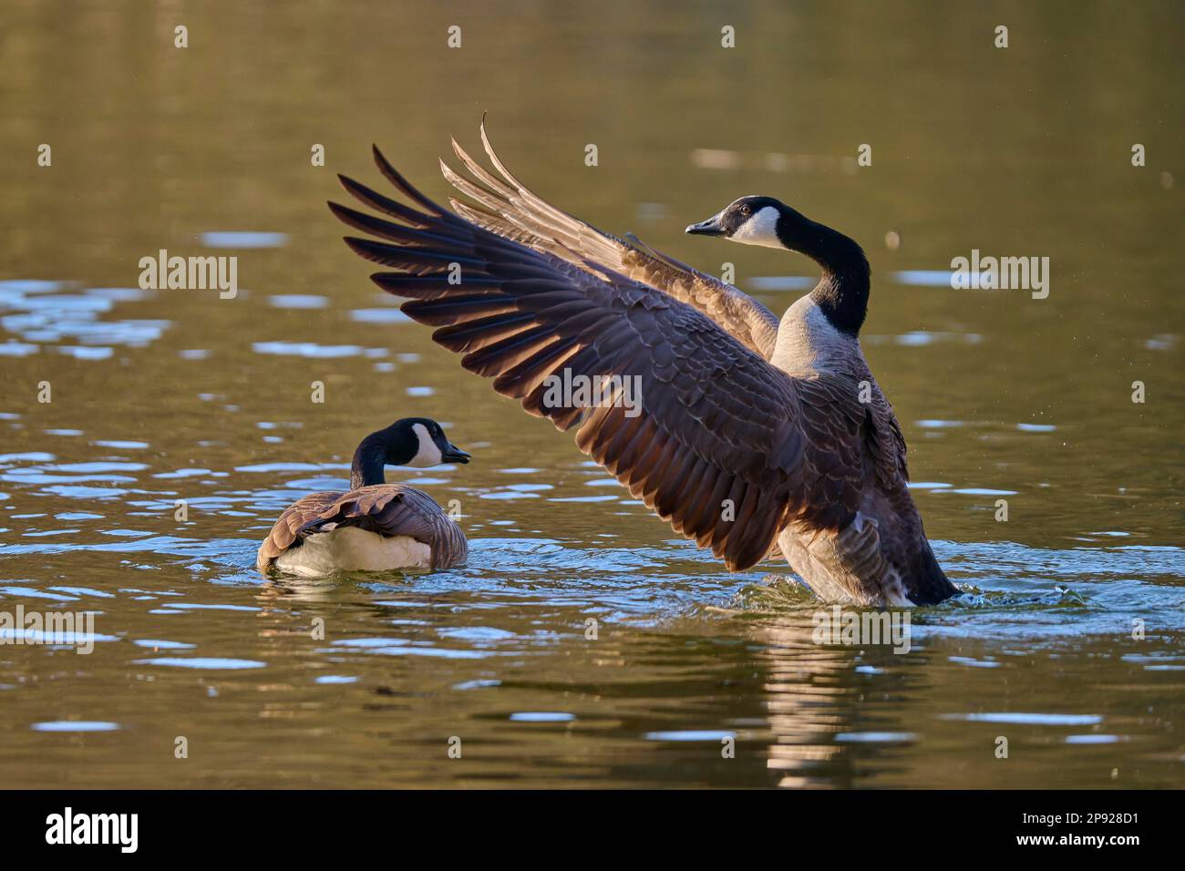 Canada goose with wings spread hi-res stock photography and images - Alamy