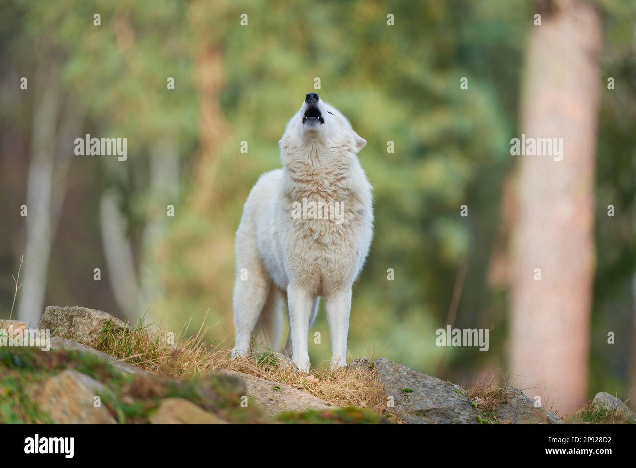 Alaskan tundra wolf (Canis lupus albus), adult, howling, captive ...