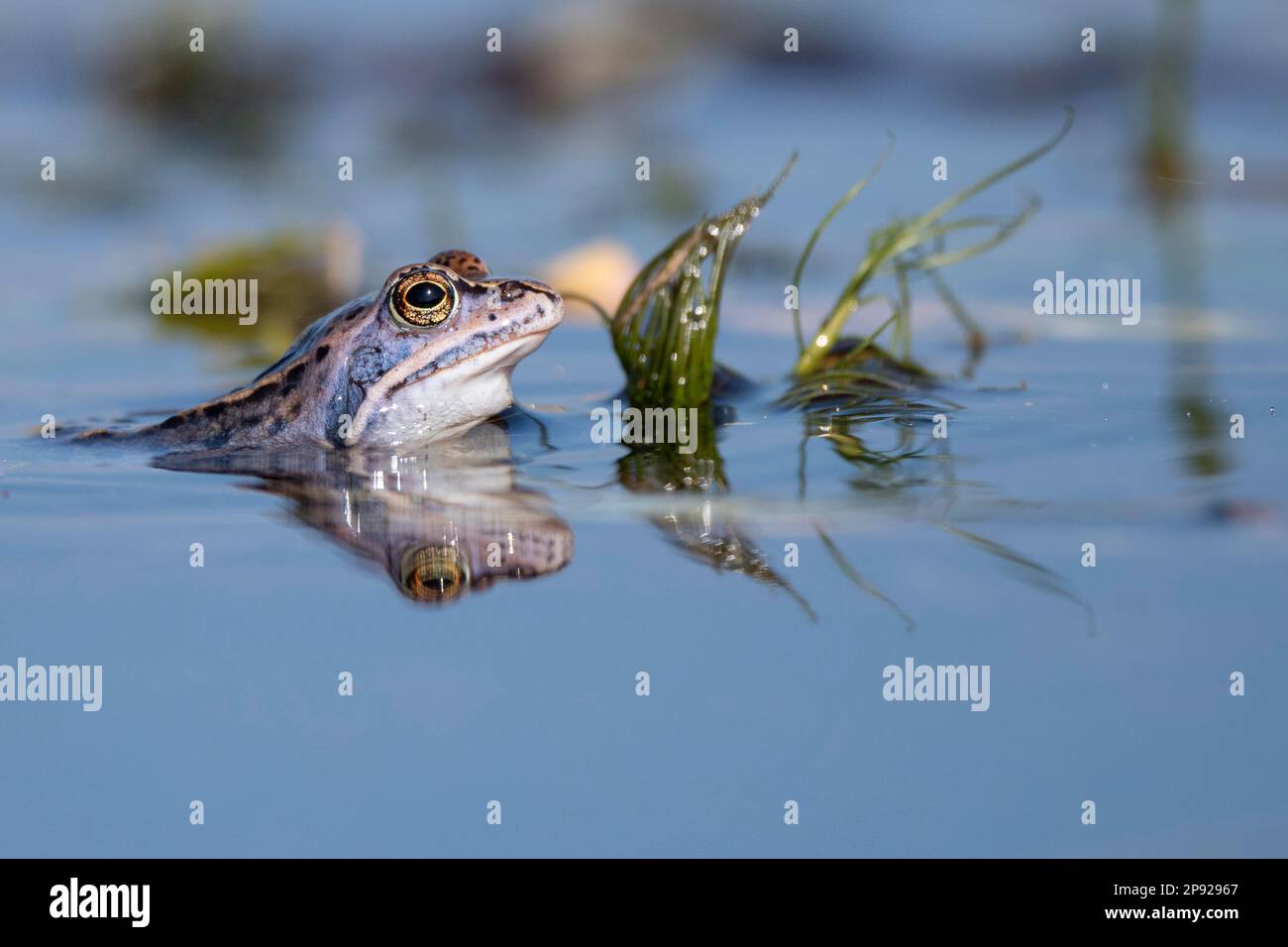 Blue moor frog (Rana arvalis) in courtship display in a water ditch ...