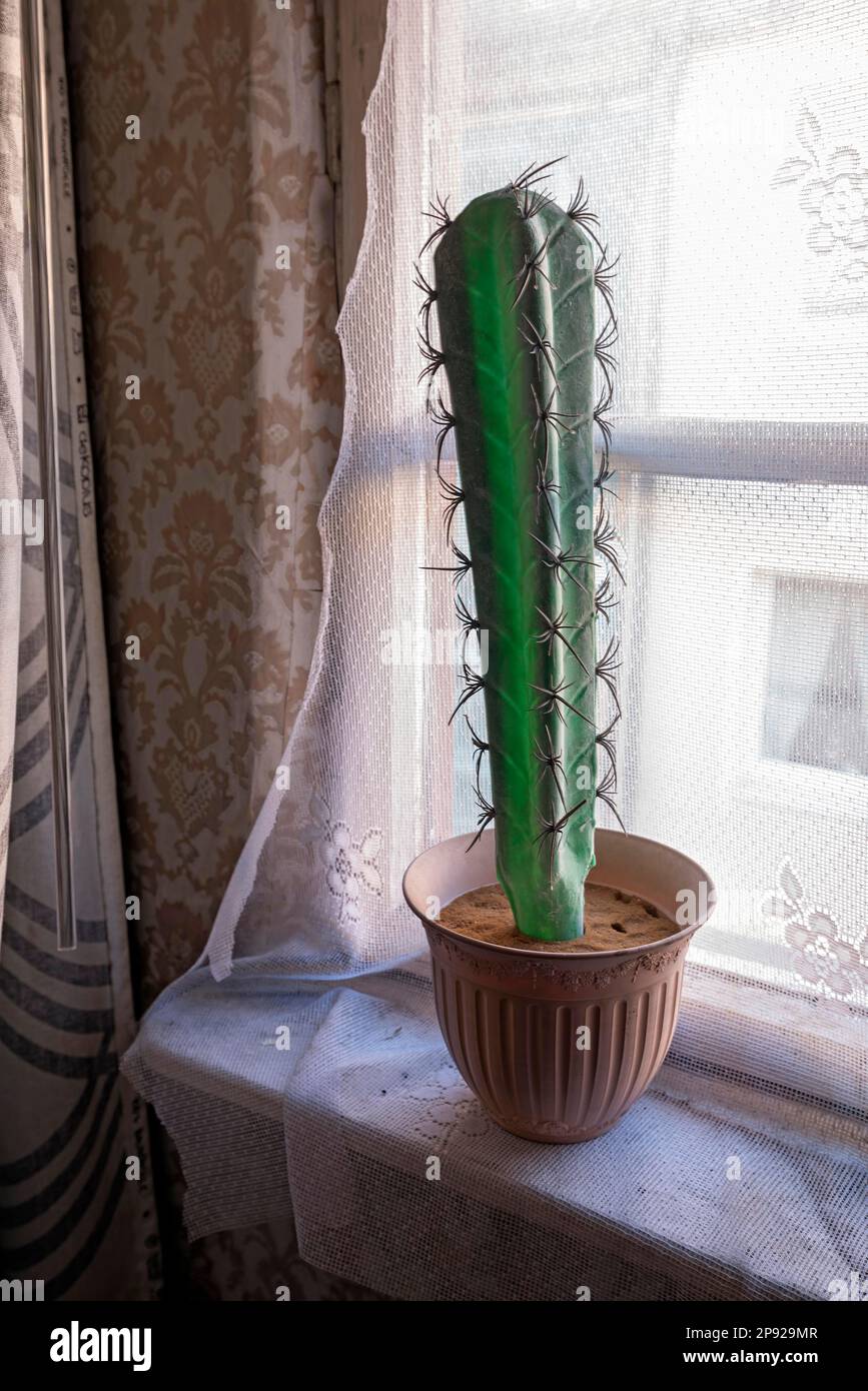 Plastic cactus hi-res stock photography and images - Alamy