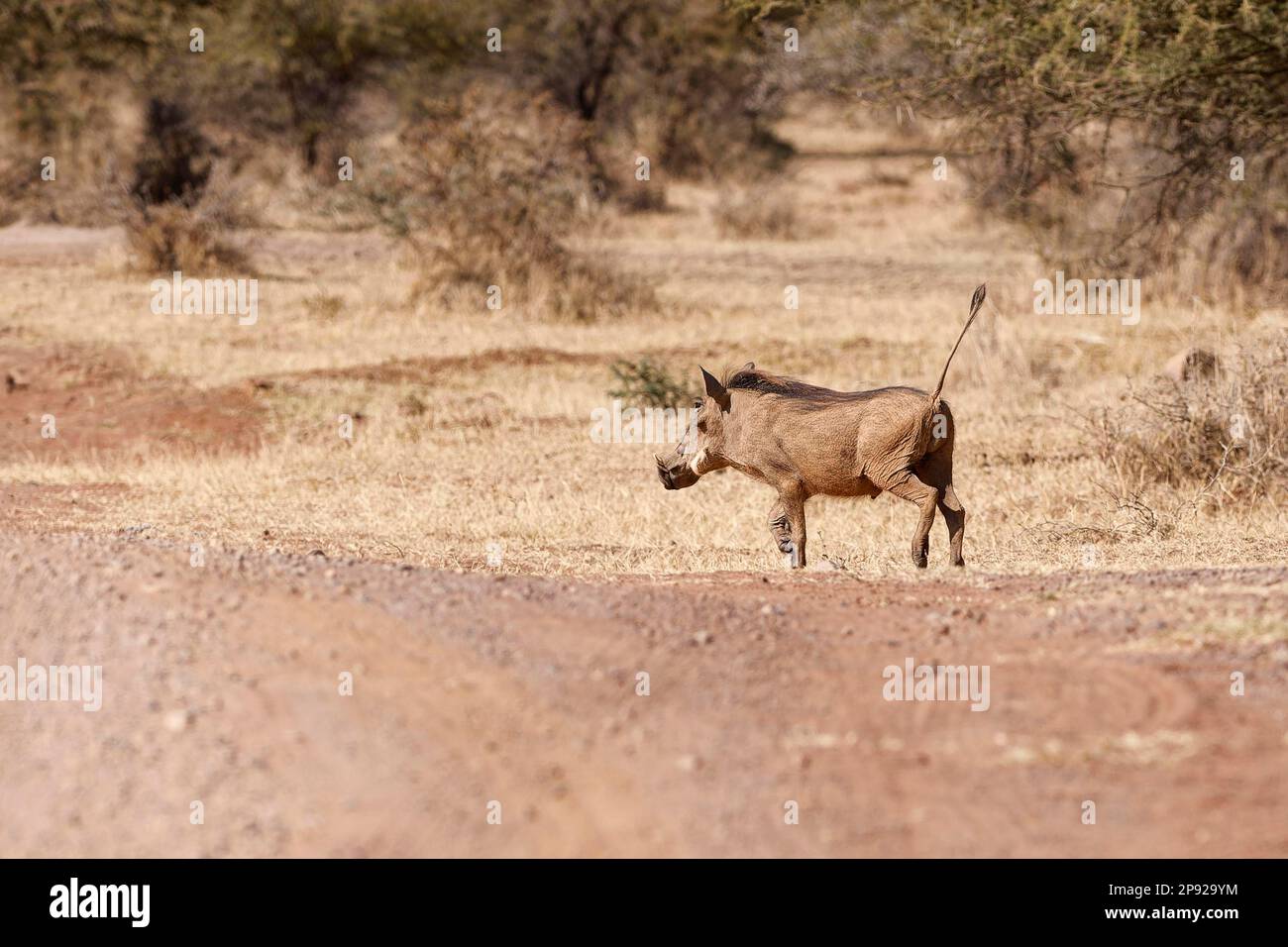 Common warthog (Phacochoerus africanus), adult male crossing the dirt ...