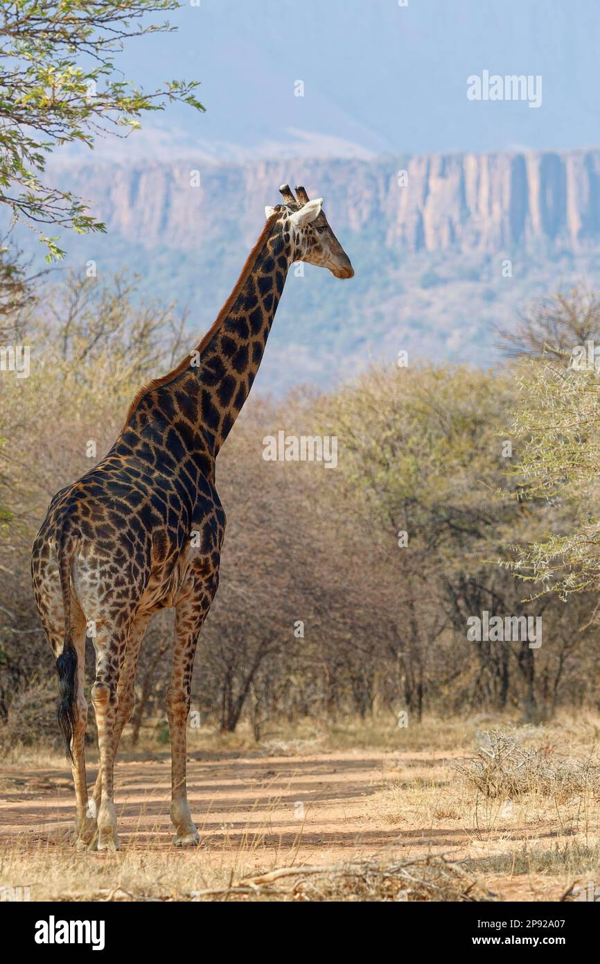 South African giraffe (Giraffa camelopardalis giraffa), adult male in ...
