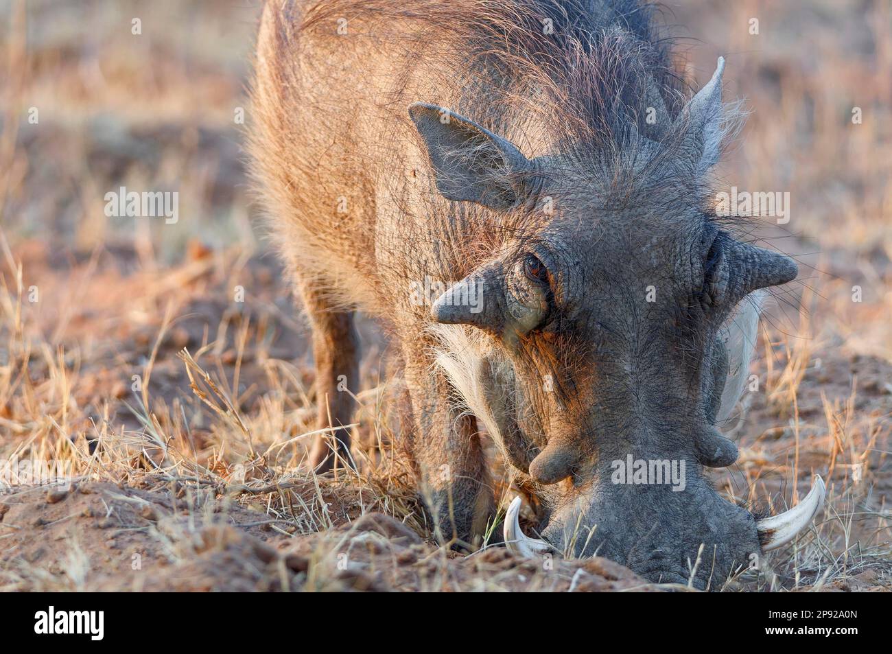 Common warthog (Phacochoerus africanus), adult male foraging, close-up ...