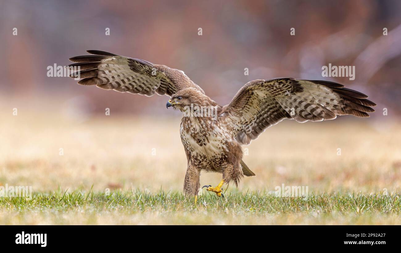 Common steppe buzzard (Buteo buteo) hunting on the ground, spreading wings, bird of prey ...