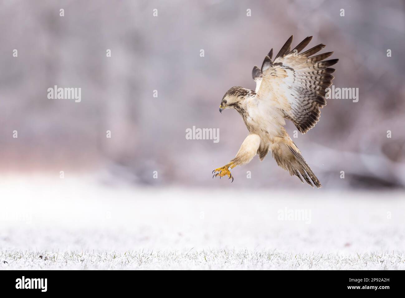 Common steppe buzzard (Buteo buteo) flying, hunting in flight ...