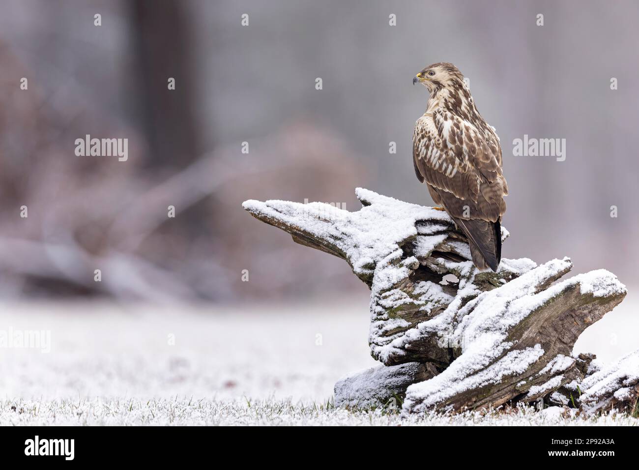 Common steppe buzzard (Buteo buteo) sitting on old root, lying in wait ...