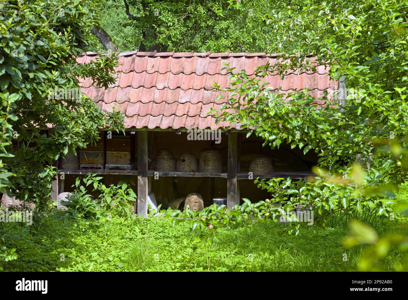 Museum bees hi-res stock photography and images - Alamy