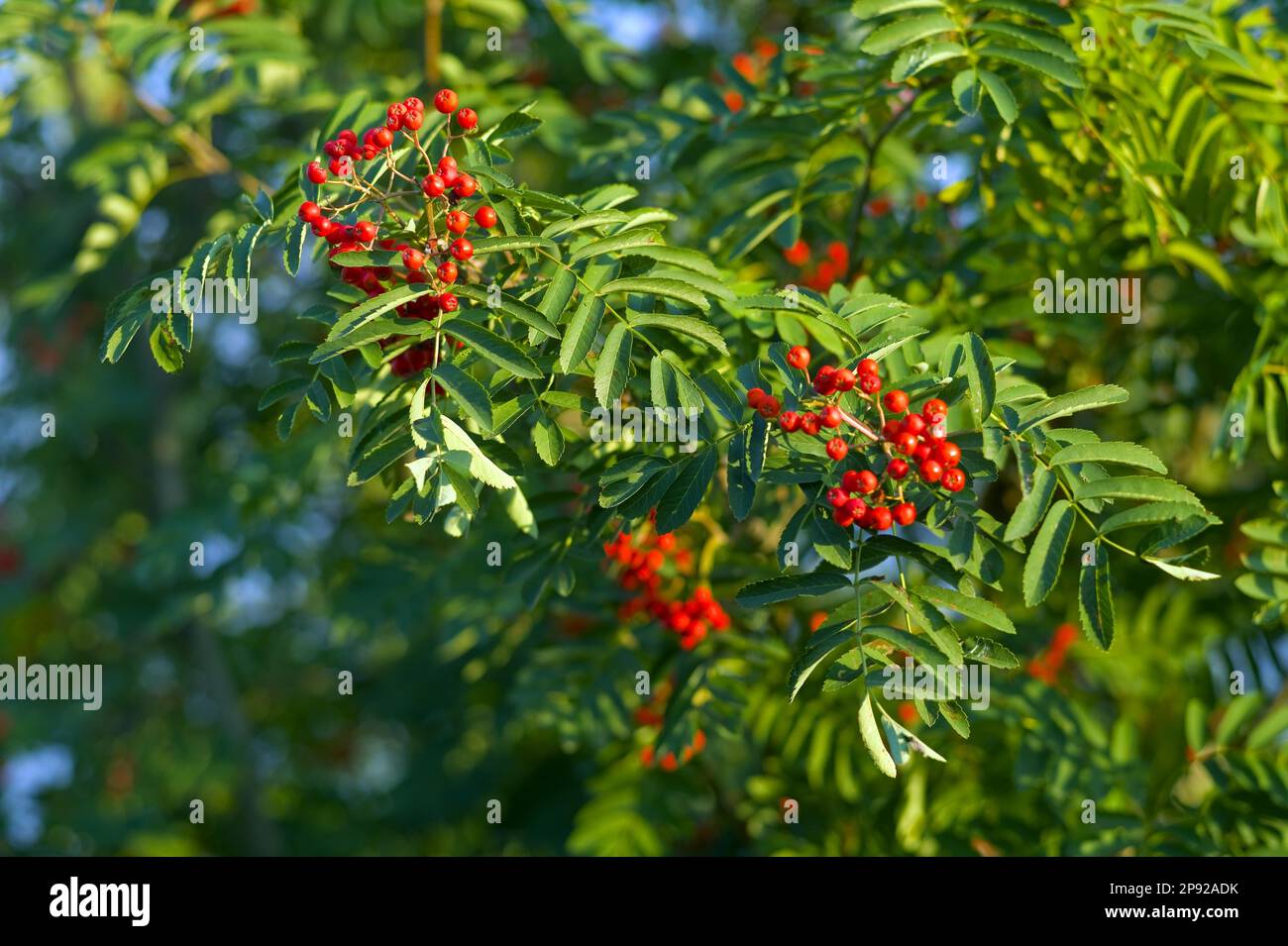 European rowan (Sorbus aucuparia) or mountain ash (Pyrus aucuparia ...
